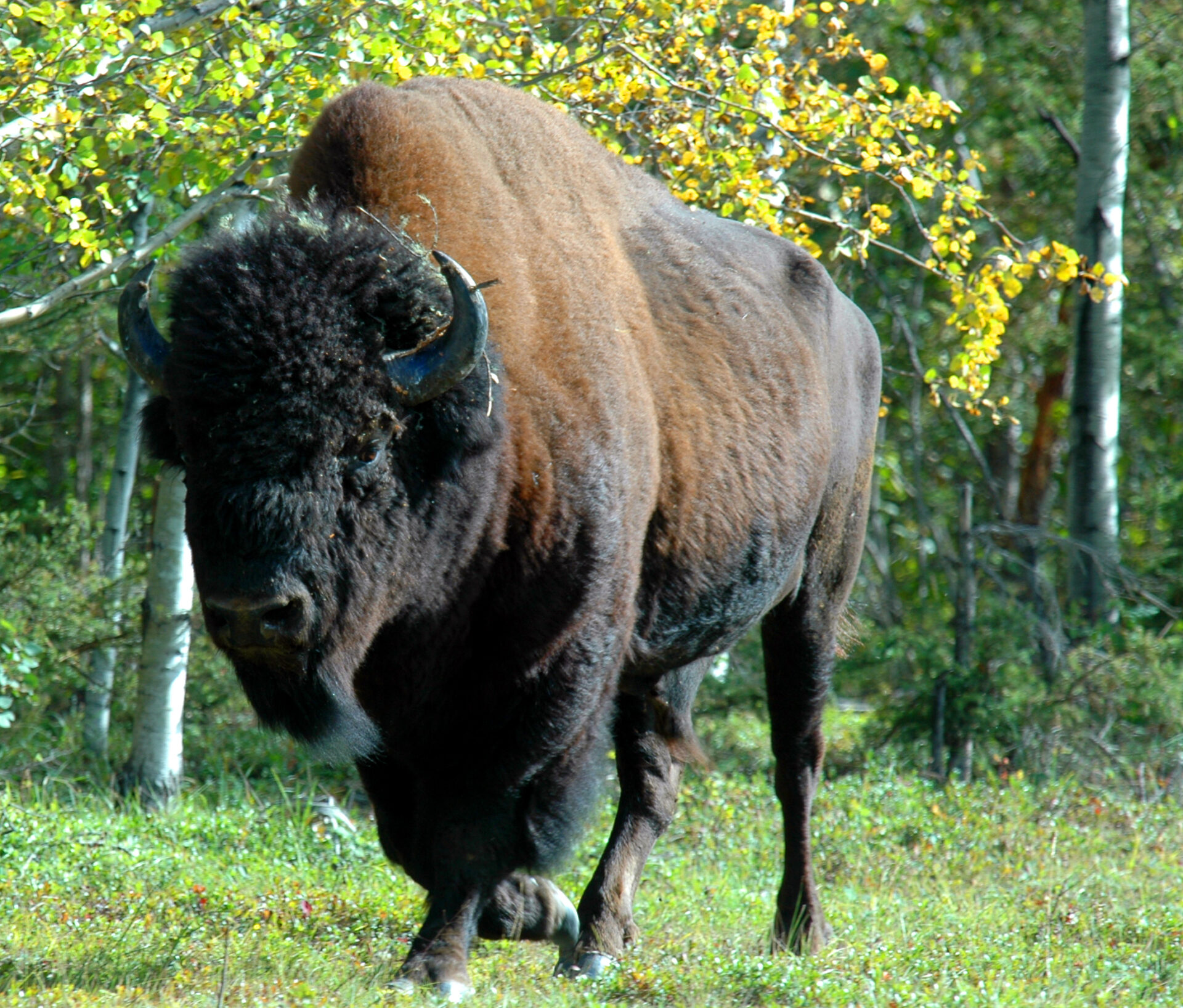 Wood Buffalo National Park - Historic Places Day